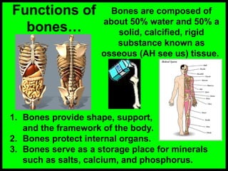 "Framework of Life: Anatomy and Physiology of the Skeletal System" | PPT