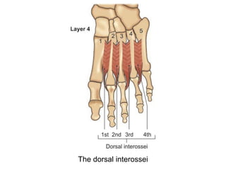Anatomy_Sole of human body are important | PDF