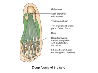 Anatomy_Sole of human body are important | PDF