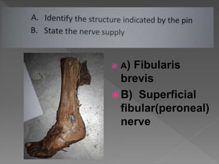 Anatomy_spot.pptx