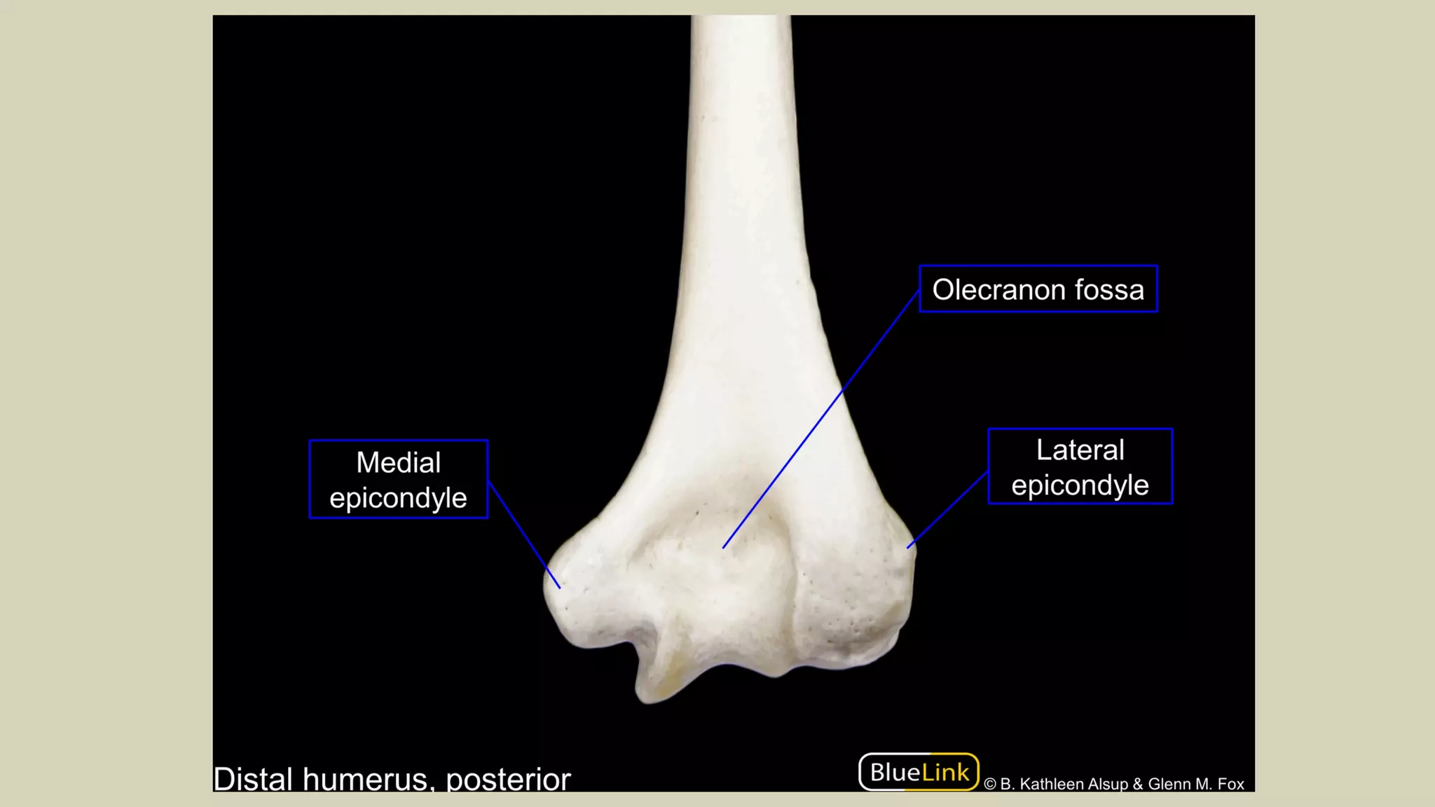 Anatomy SSS Demo Class (Elbow Bones).pdf