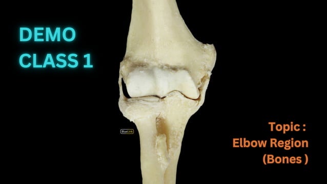 Anatomy SSS Demo Class (Elbow Bones).pdf