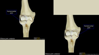 Anatomy SSS Demo Class (Elbow Bones).pdf