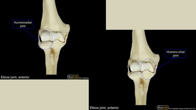 Anatomy SSS Demo Class (Elbow Bones).pdf