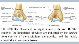 Anatomy SSS Demo Class (Elbow Bones).pdf
