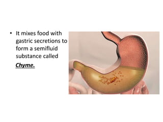 Anatomy of stomach | PPTX