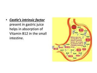 Anatomy of stomach | PPTX