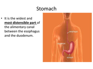 Anatomy of stomach | PPTX