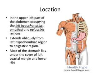 Anatomy of stomach | PPTX