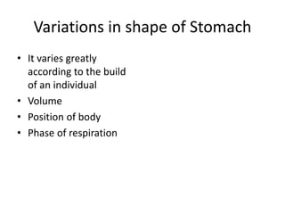 Anatomy of stomach | PPTX