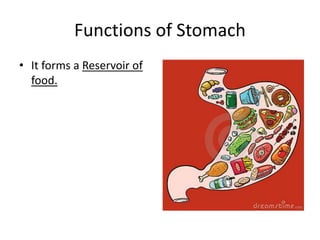 Anatomy of stomach | PPTX