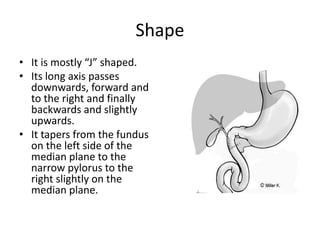 Anatomy of stomach | PPT