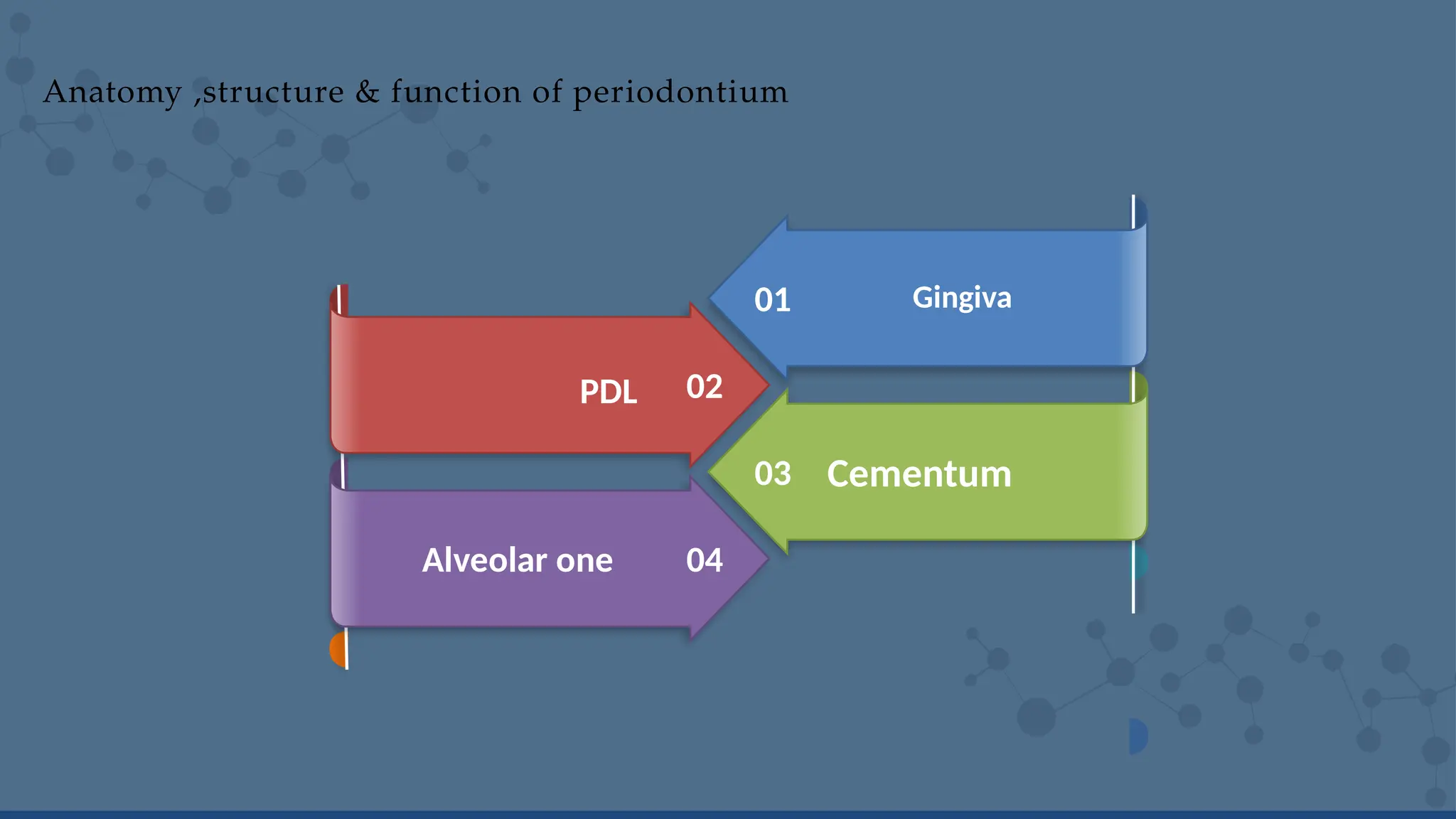 Anatomy ,structure & function of periodontium.pptx