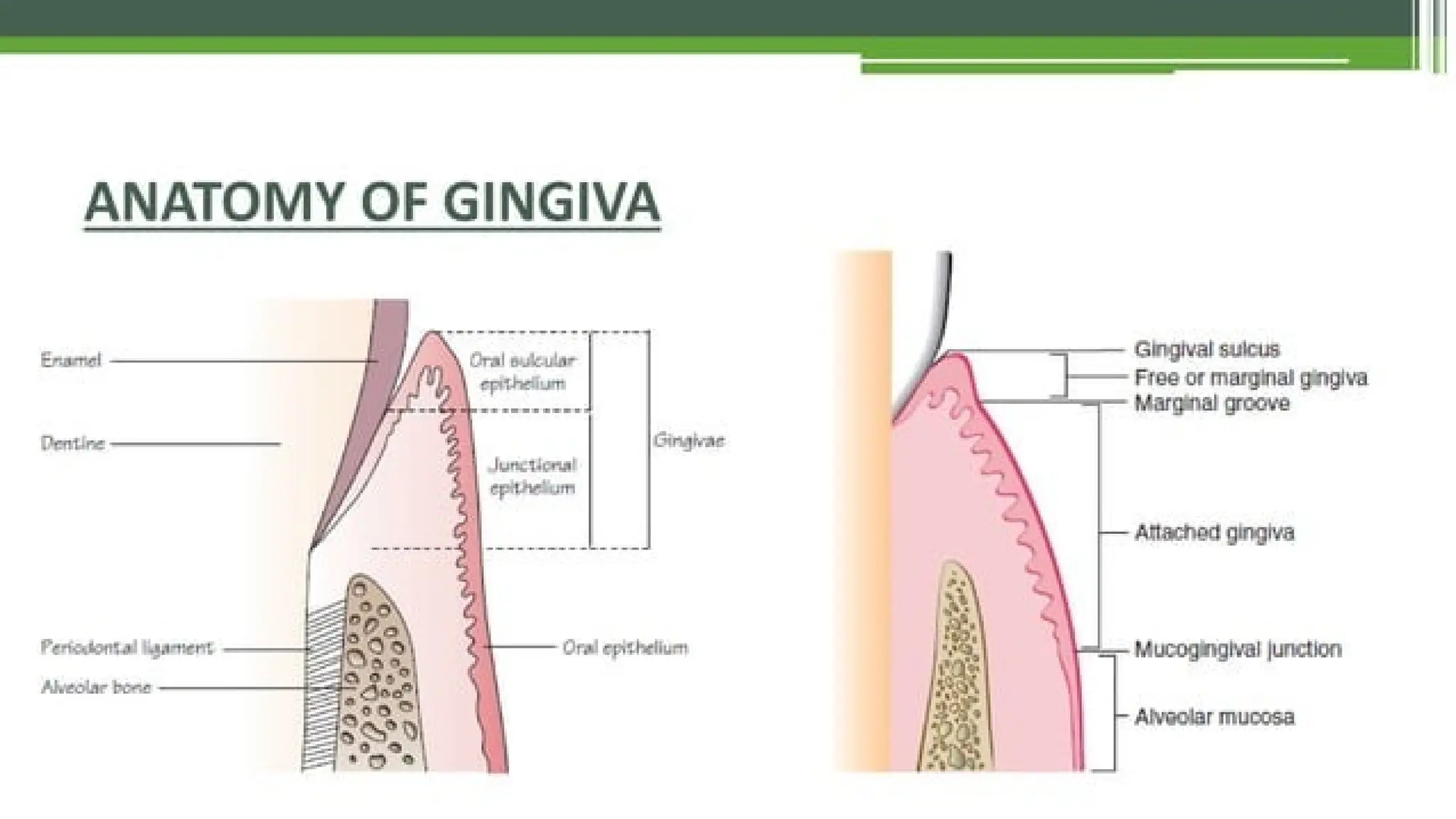 Anatomy ,structure & function of periodontium.pptx