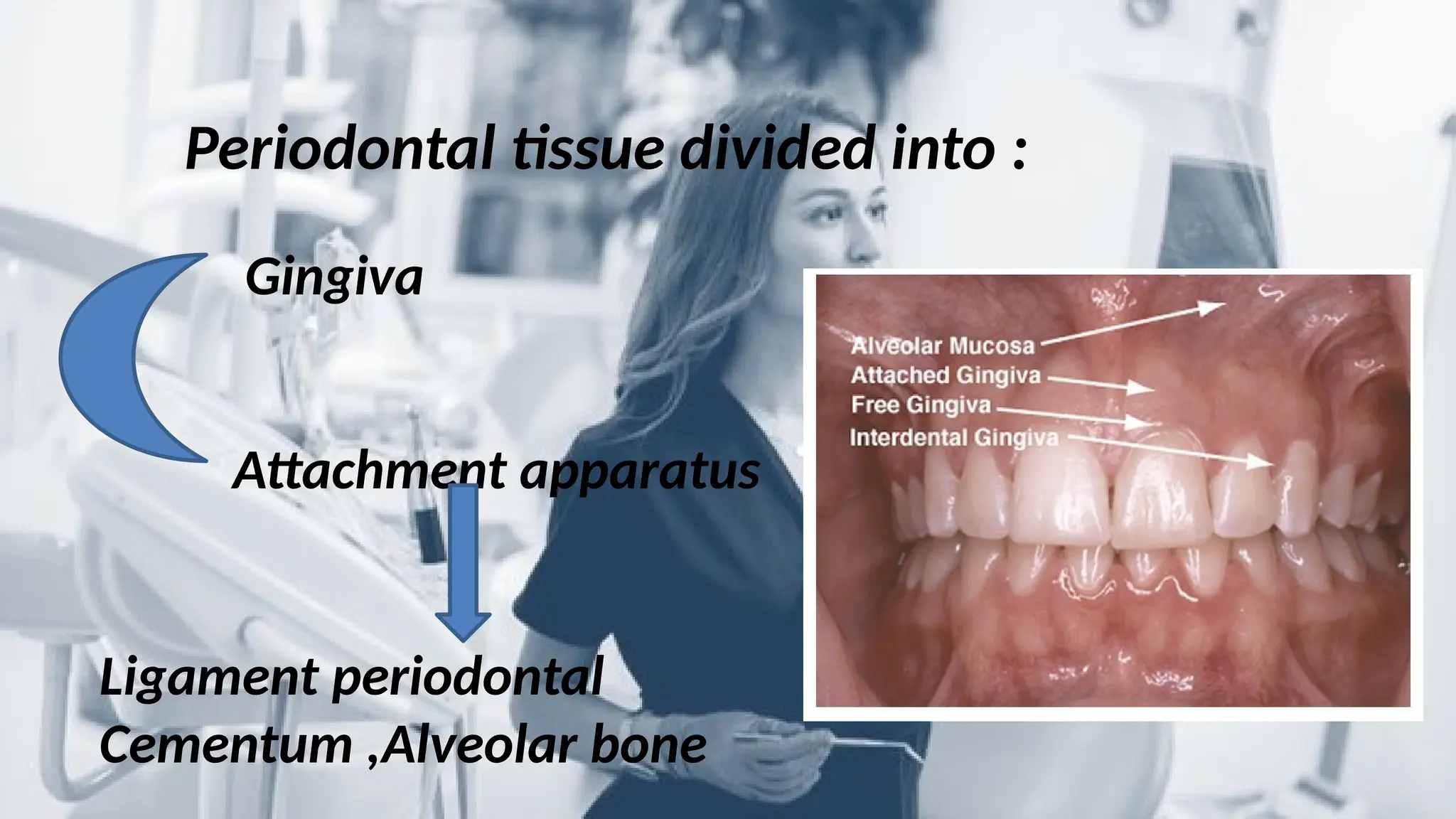 Anatomy ,structure & function of periodontium.pptx