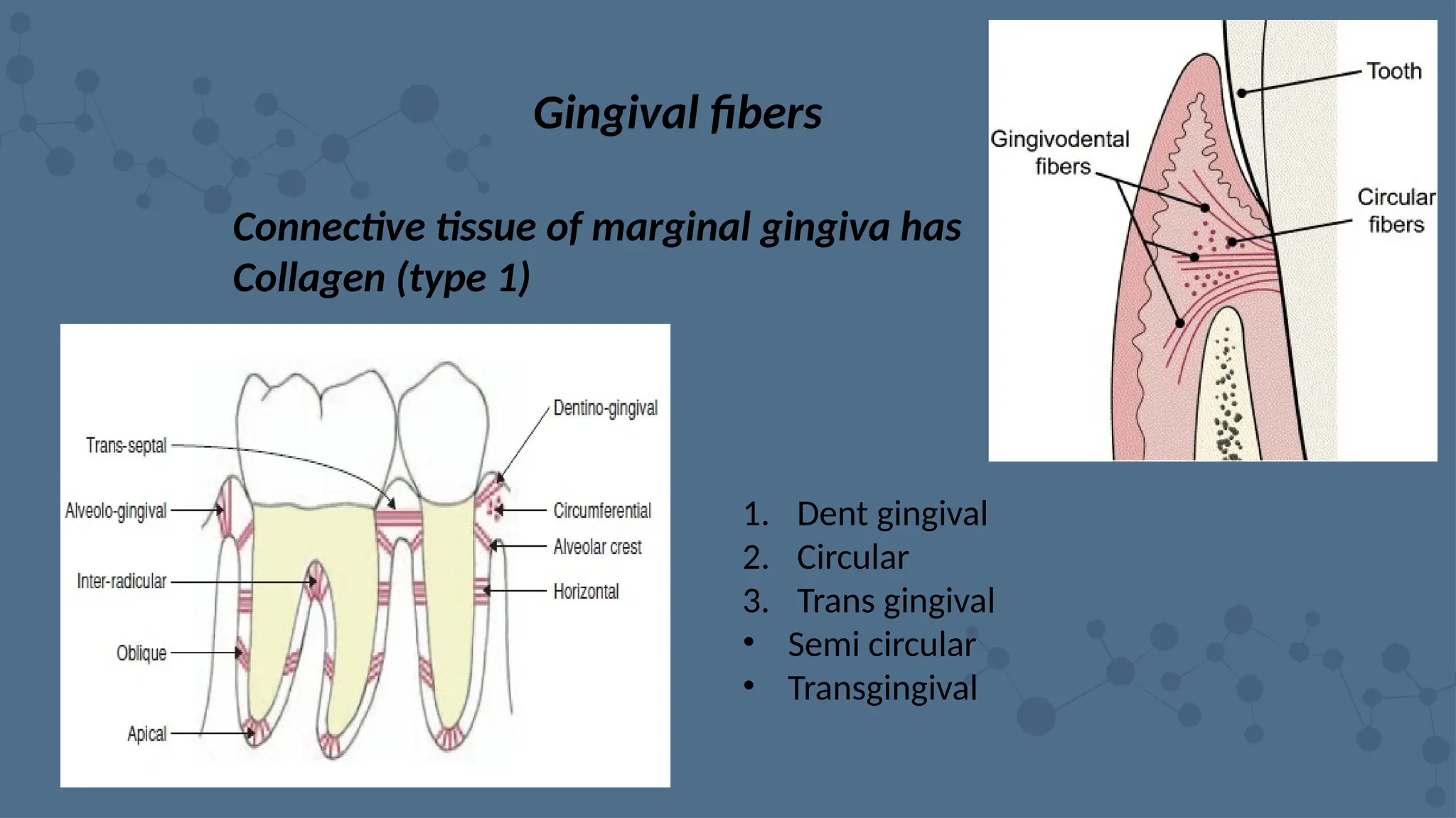 Anatomy ,structure & function of periodontium.pptx