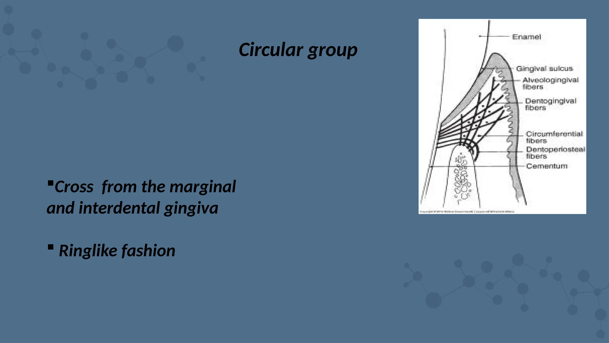 Anatomy ,structure & function of periodontium.pptx
