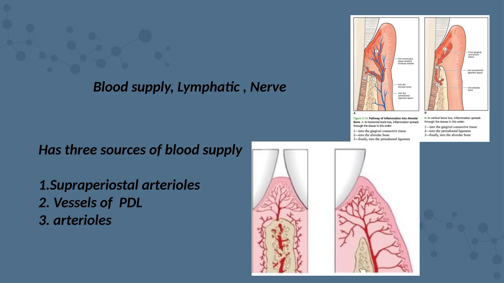 Anatomy ,structure & function of periodontium.pptx