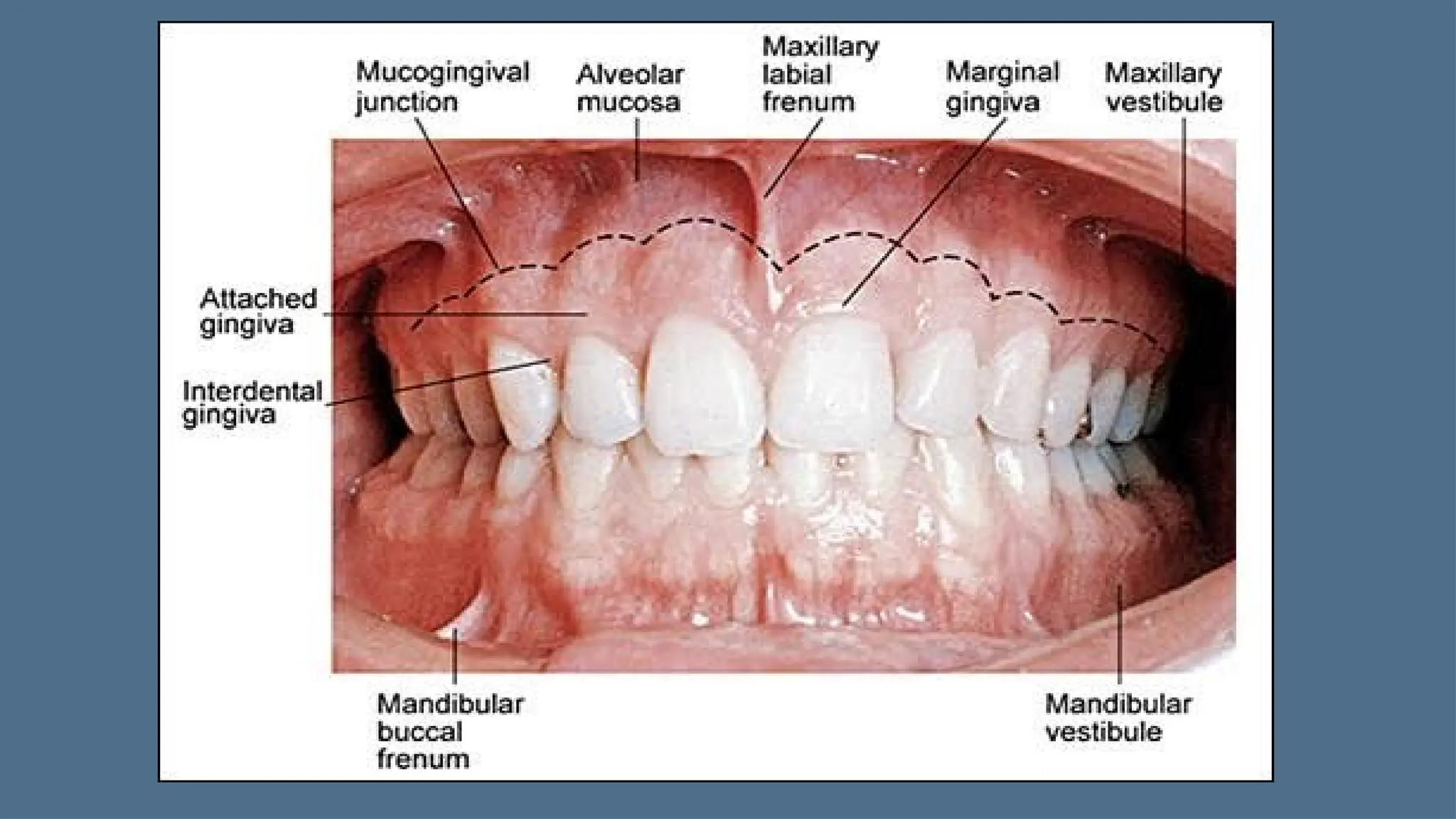 Anatomy ,structure & function of periodontium.pptx