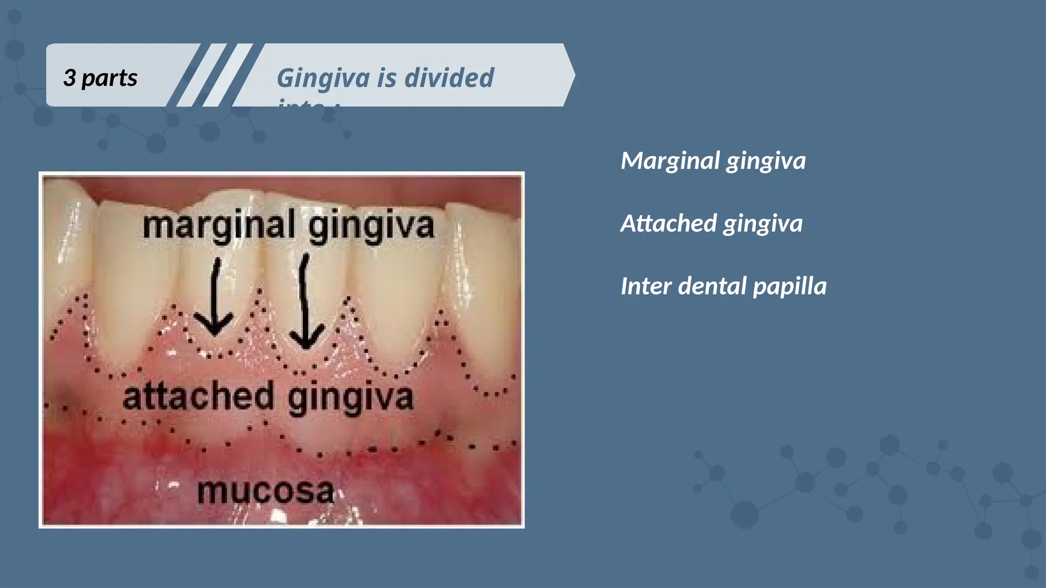Anatomy ,structure & function of periodontium.pptx