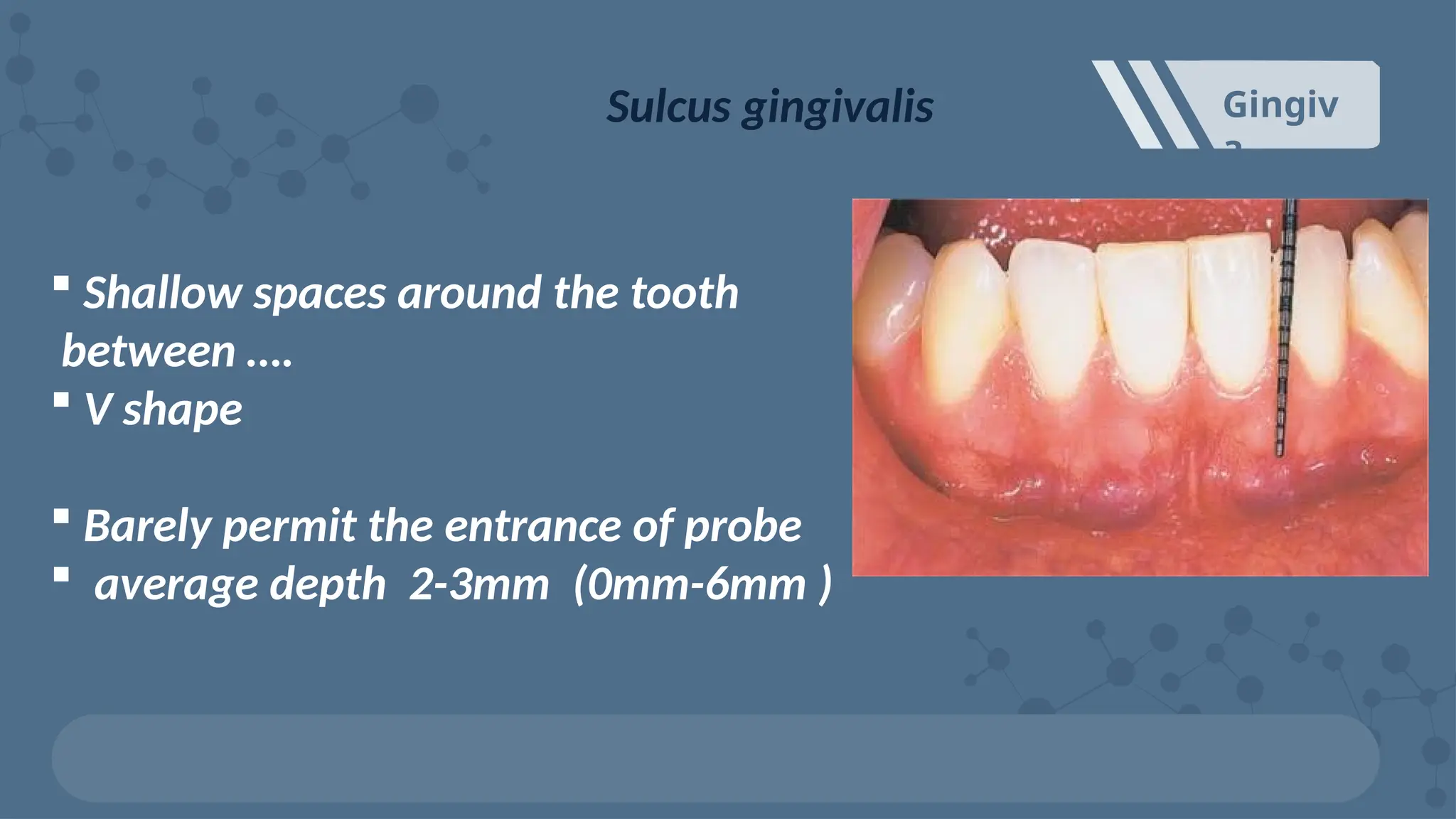 Anatomy ,structure & function of periodontium.pptx
