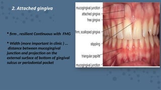 Anatomy ,structure & function of periodontium.pptx