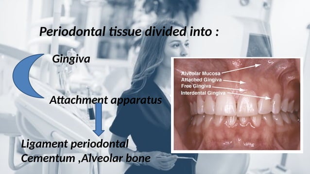 Anatomy ,structure & function of periodontium.pptx | Dental Health ...