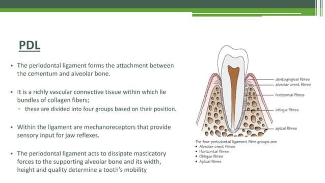 Anatomy ,structure & function of periodontium.pptx | Dental Health ...