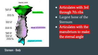 Anatomy Study Guide Upper Limb PA School | PDF