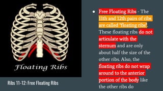 Anatomy Study Guide Upper Limb PA School | PDF