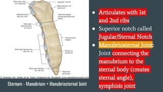 Anatomy Study Guide Upper Limb PA School | PDF
