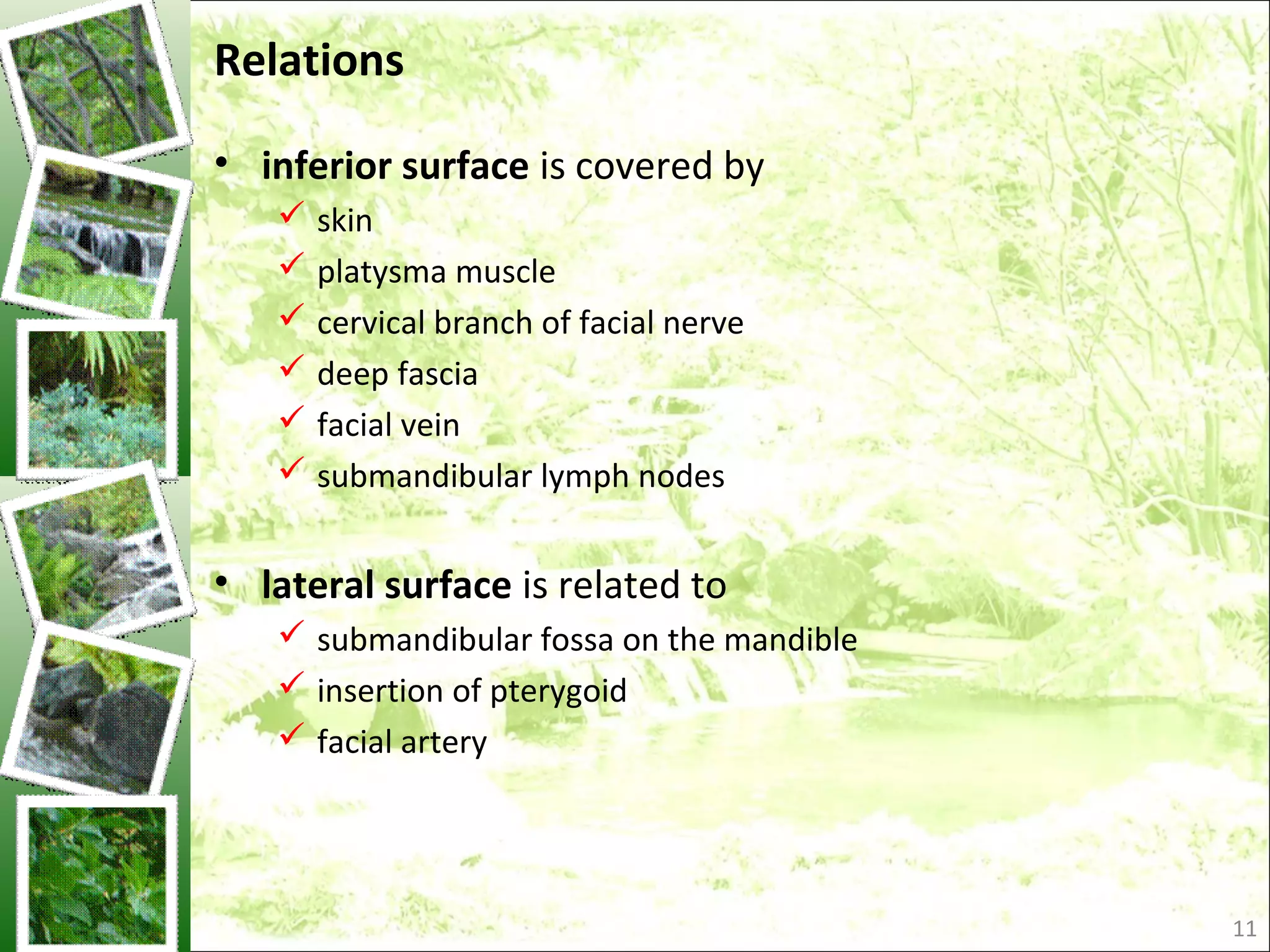 Anatomy of Submandibular Gland | PPT