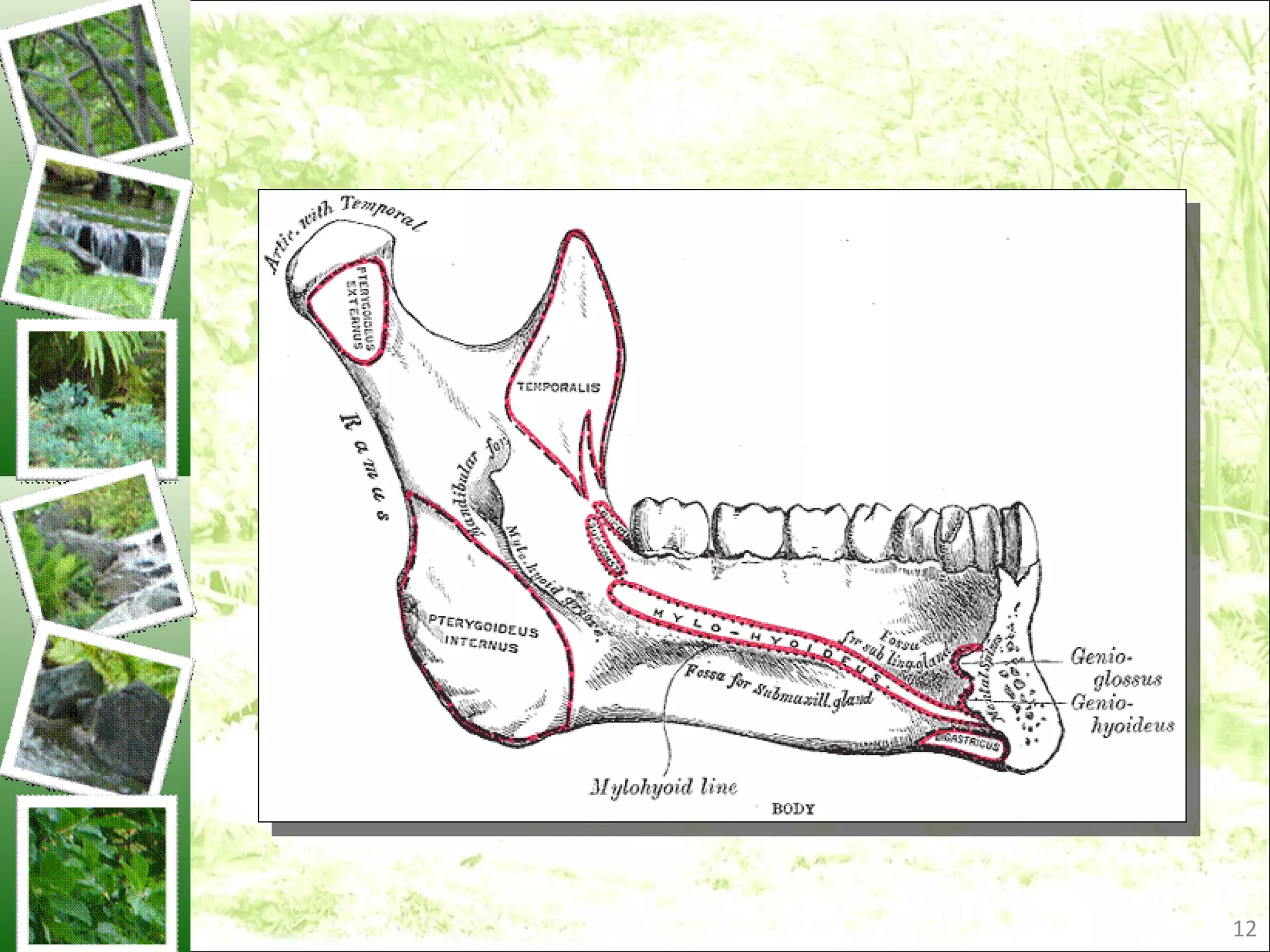 Anatomy of Submandibular Gland | PPT