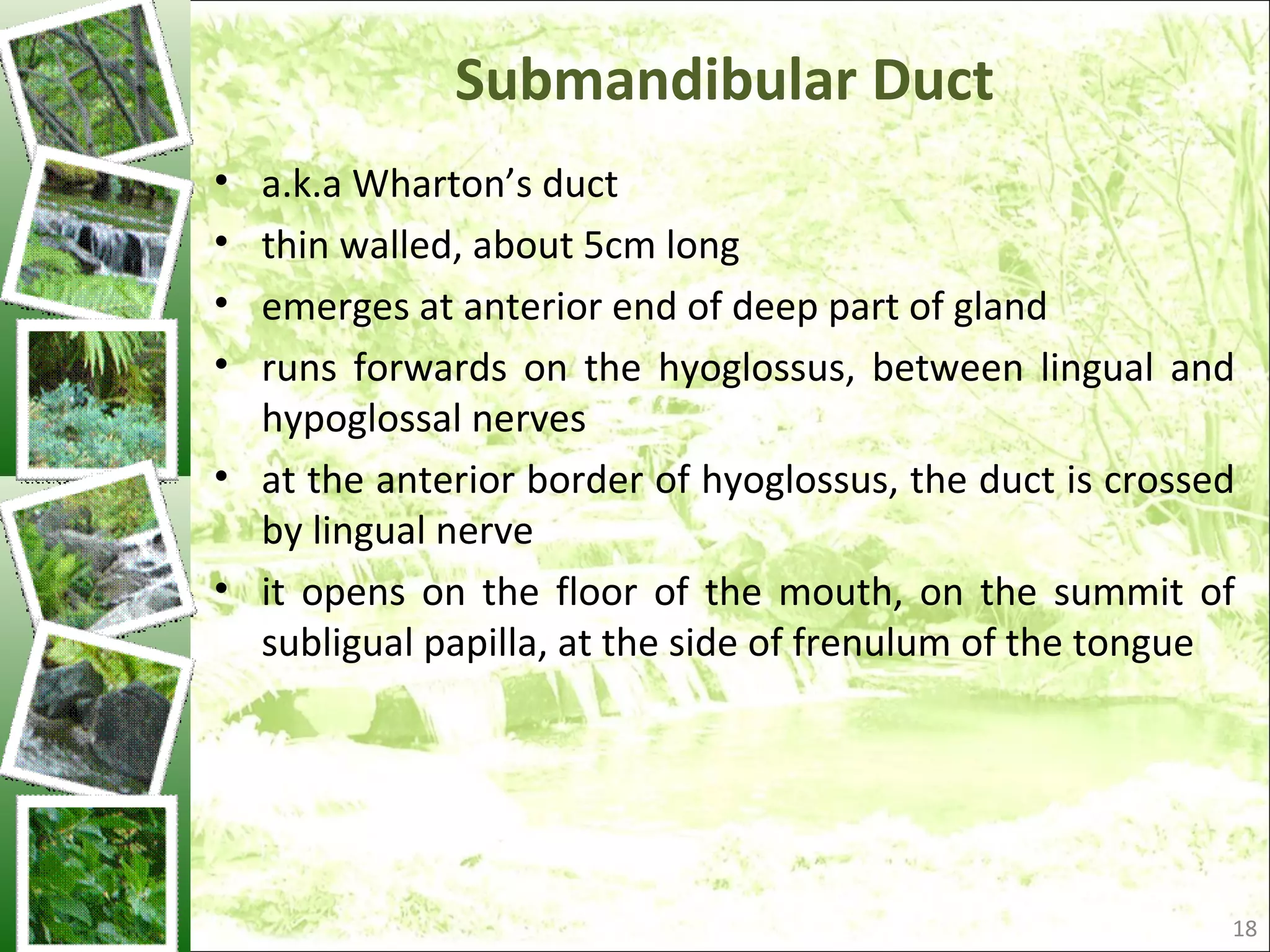 Anatomy of Submandibular Gland | PPT