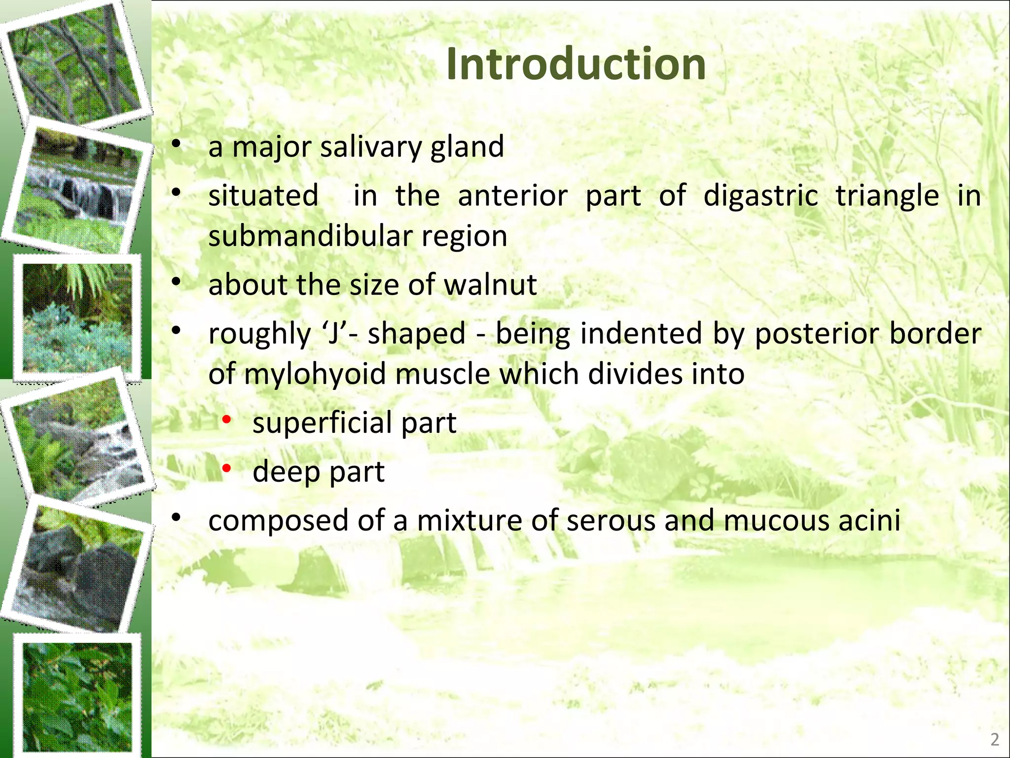 Anatomy of Submandibular Gland | PPT