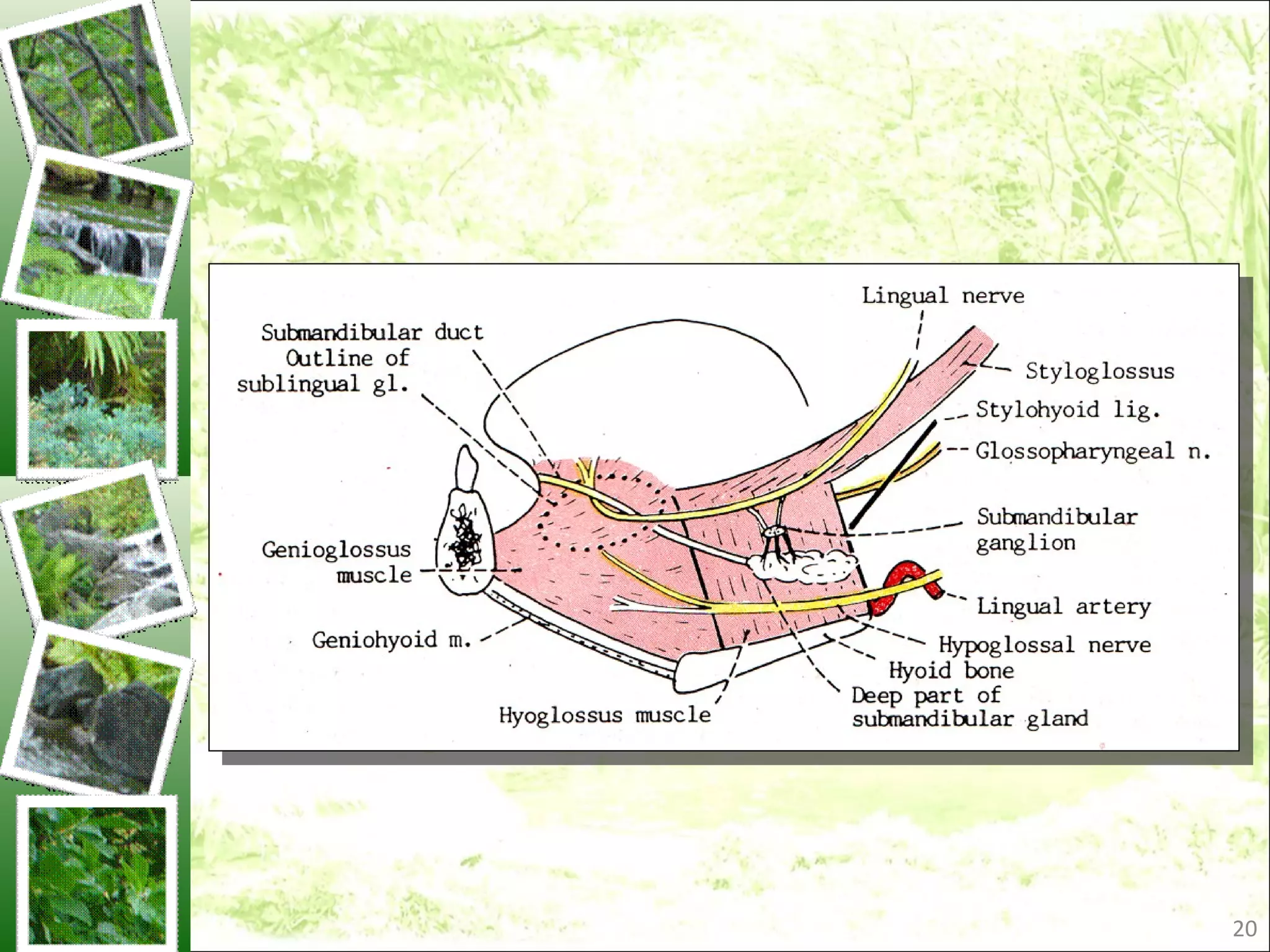 Submandibular Ganglion Ppt
