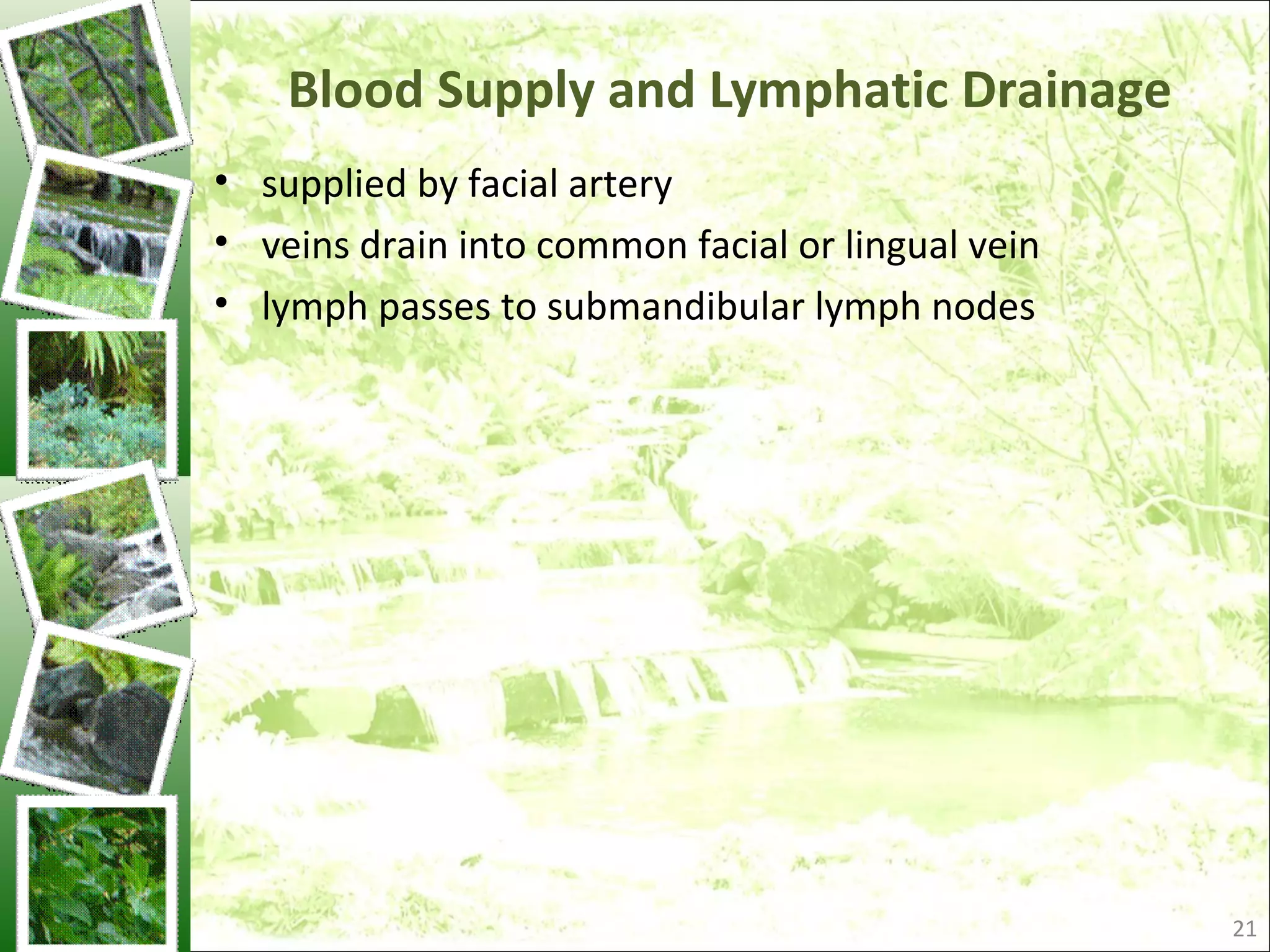 Anatomy of Submandibular Gland | PPT