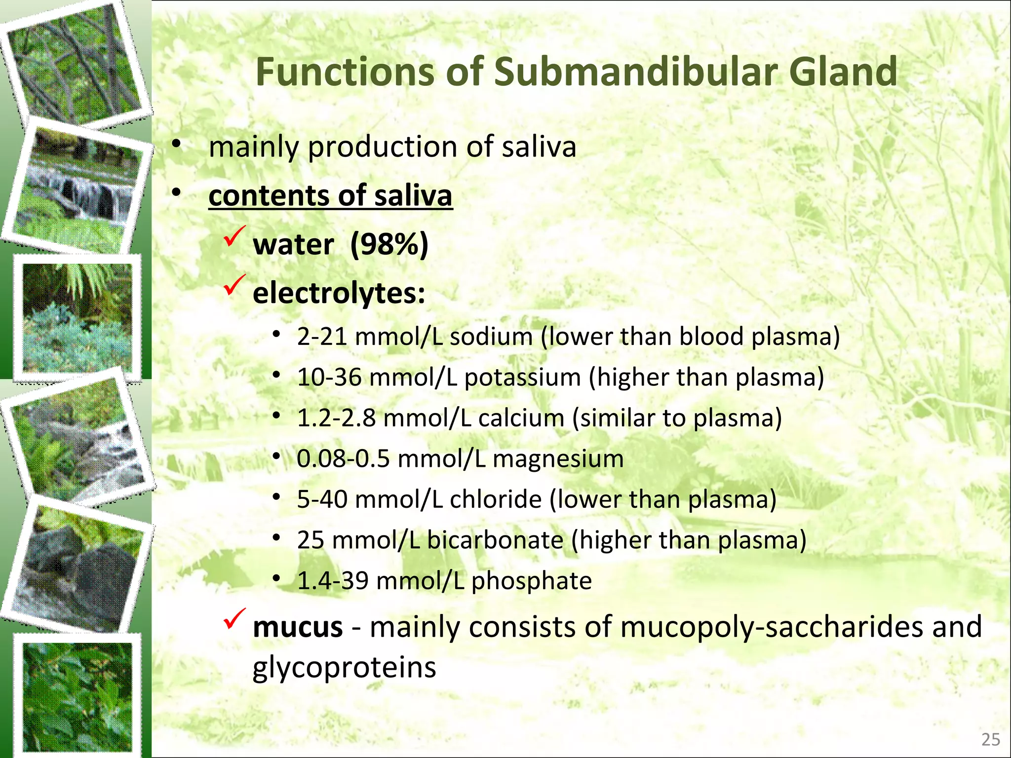Anatomy of Submandibular Gland | PPT