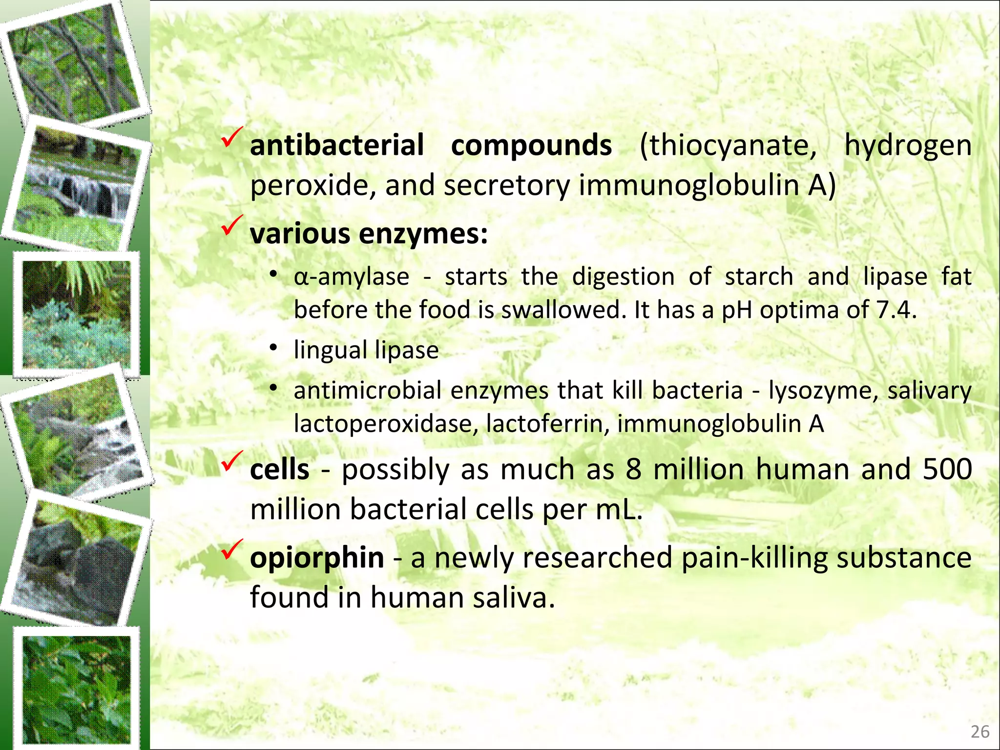 Anatomy of Submandibular Gland | PPT