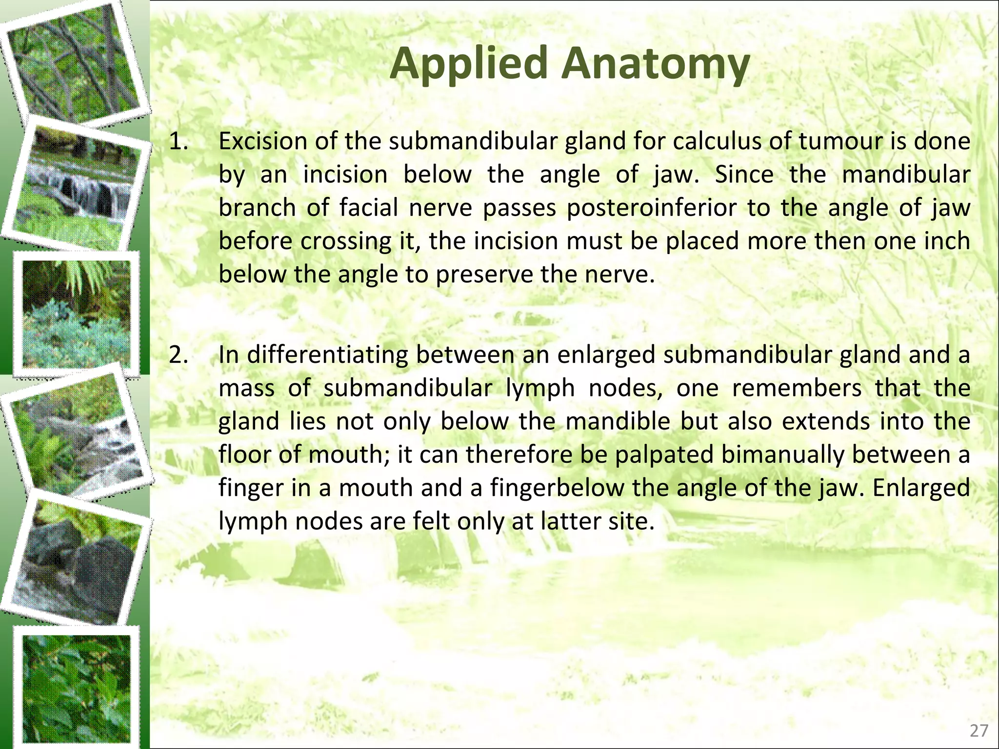 Anatomy of Submandibular Gland | PPT