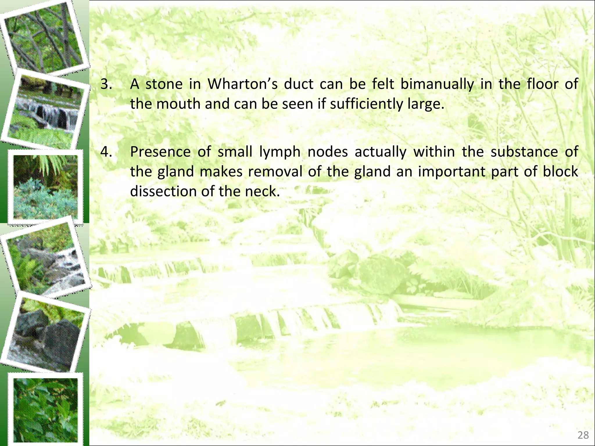 Anatomy of Submandibular Gland | PPT