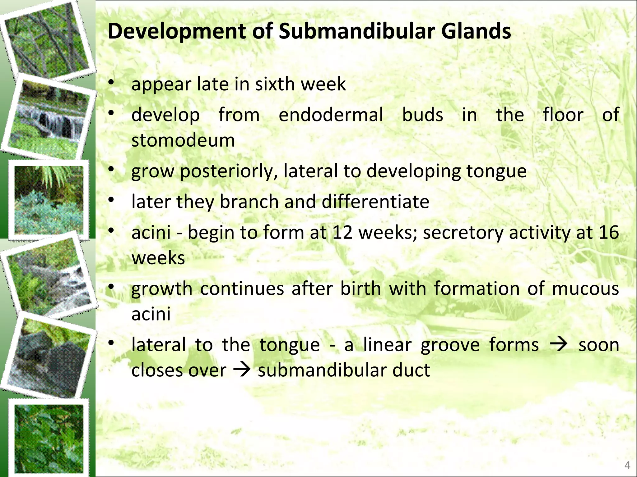 Anatomy of Submandibular Gland | PPT