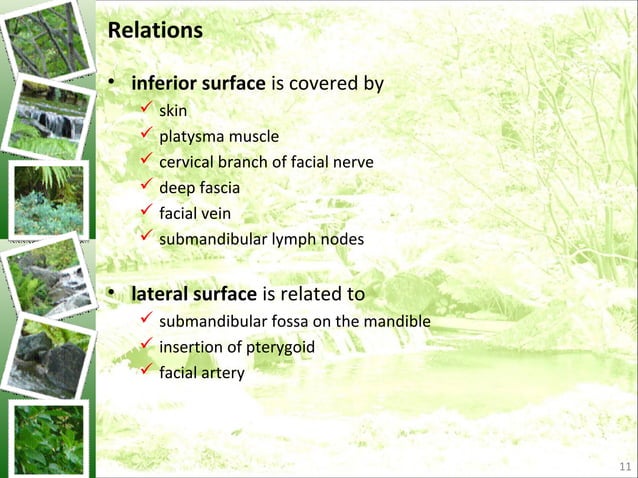 Anatomy of Submandibular Gland | PPT