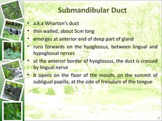 Anatomy of Submandibular Gland | PPT