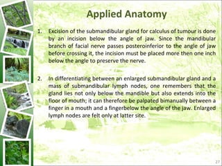 Anatomy of Submandibular Gland | PPT