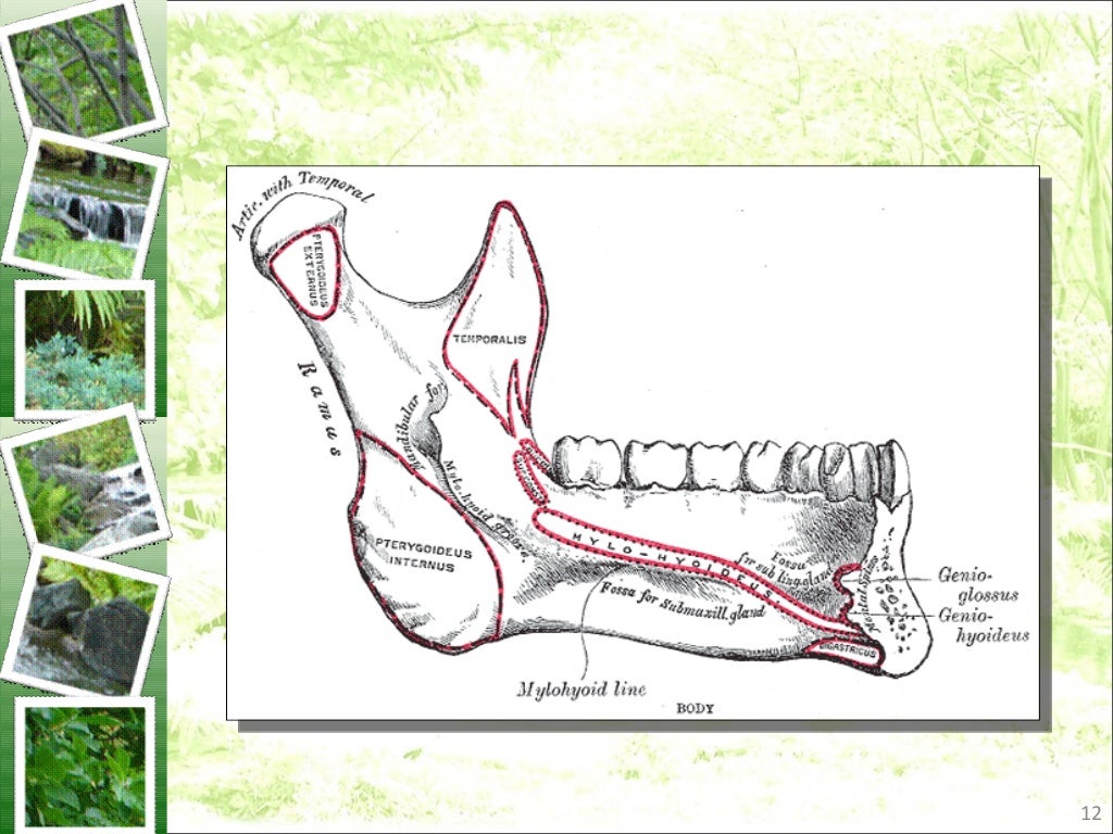 Submandibular Gland Innervation
