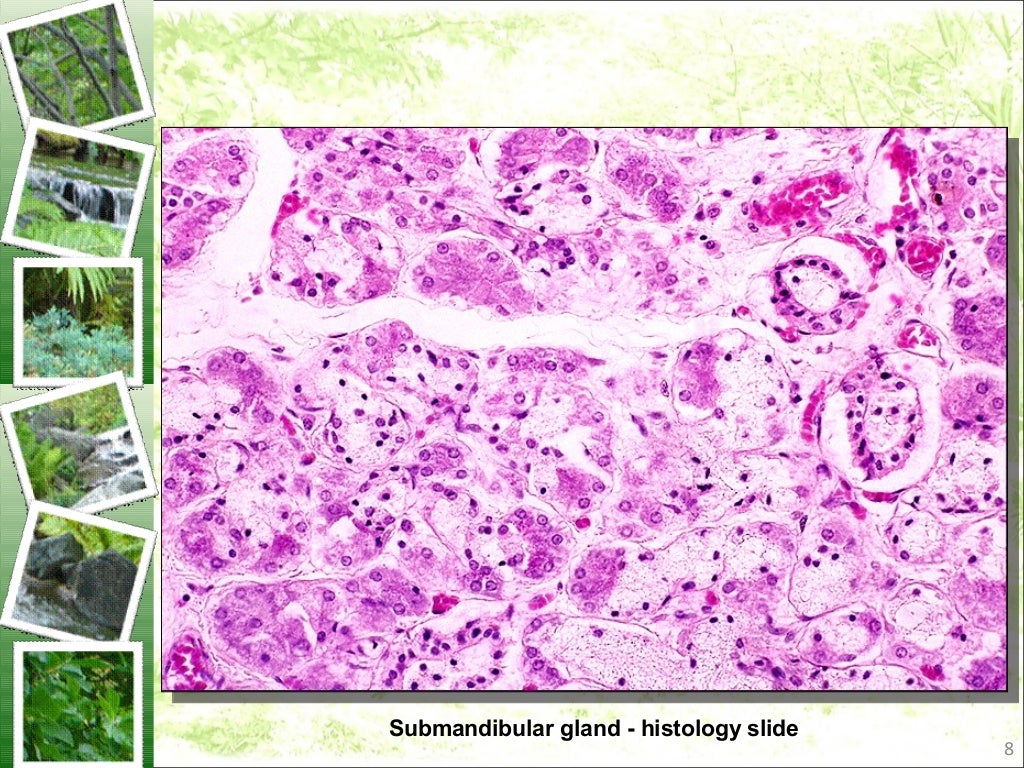 Submandibular Gland Anatomy Figure