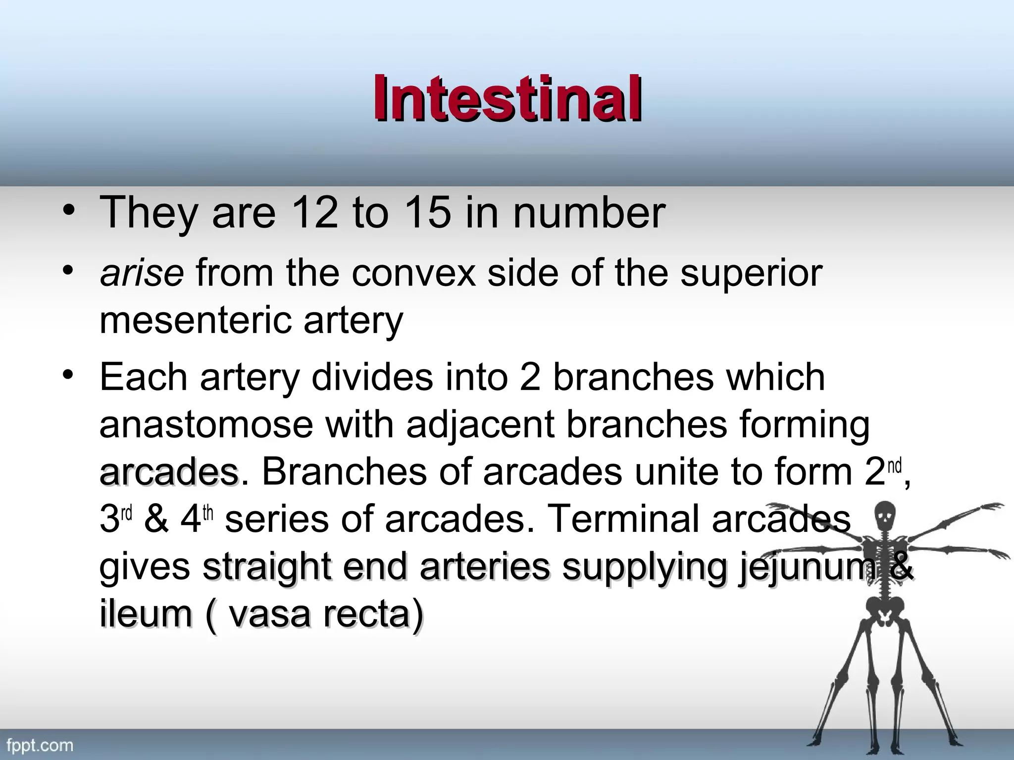 Anatomy superior Mesenteric artery | PPT