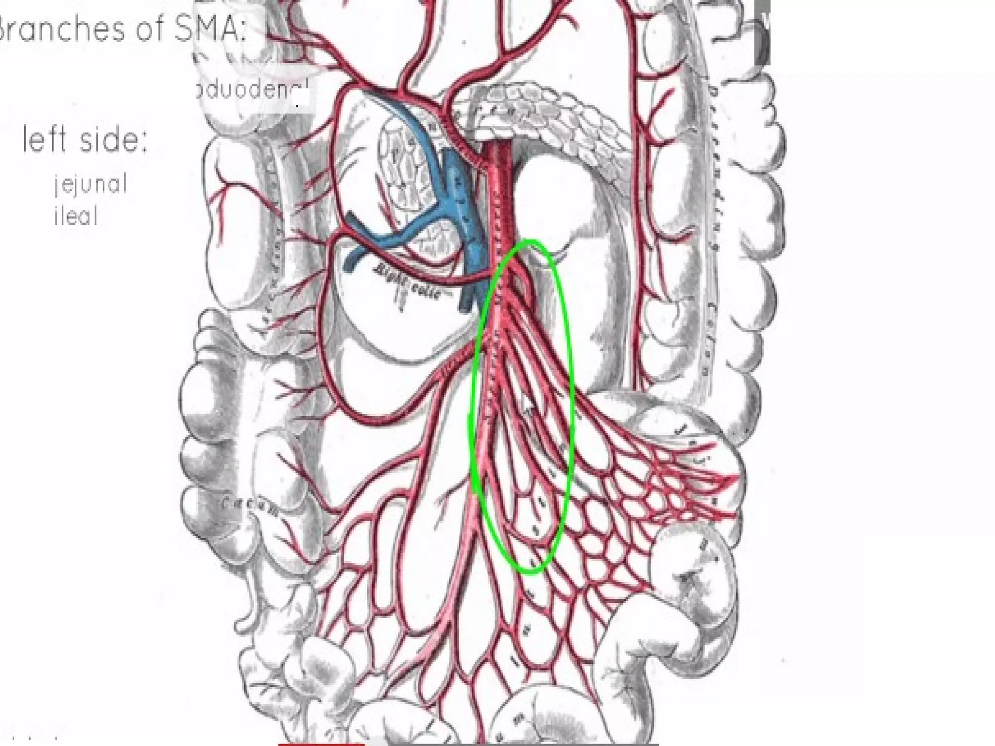 Anatomy superior Mesenteric artery | PPT