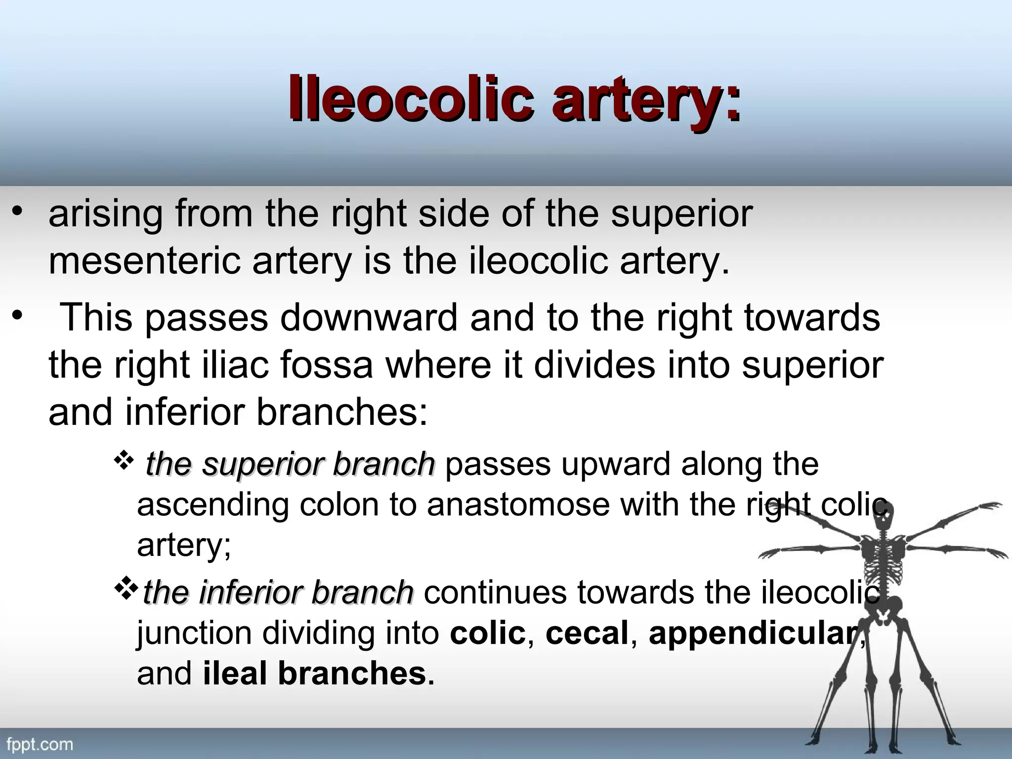 Anatomy superior Mesenteric artery | PPT